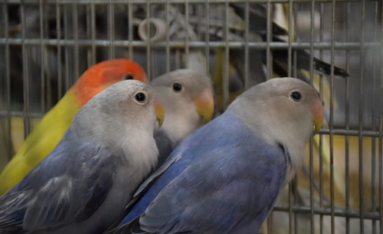 Modena, mostra ornitologica: 170mila volatili | 24Emilia