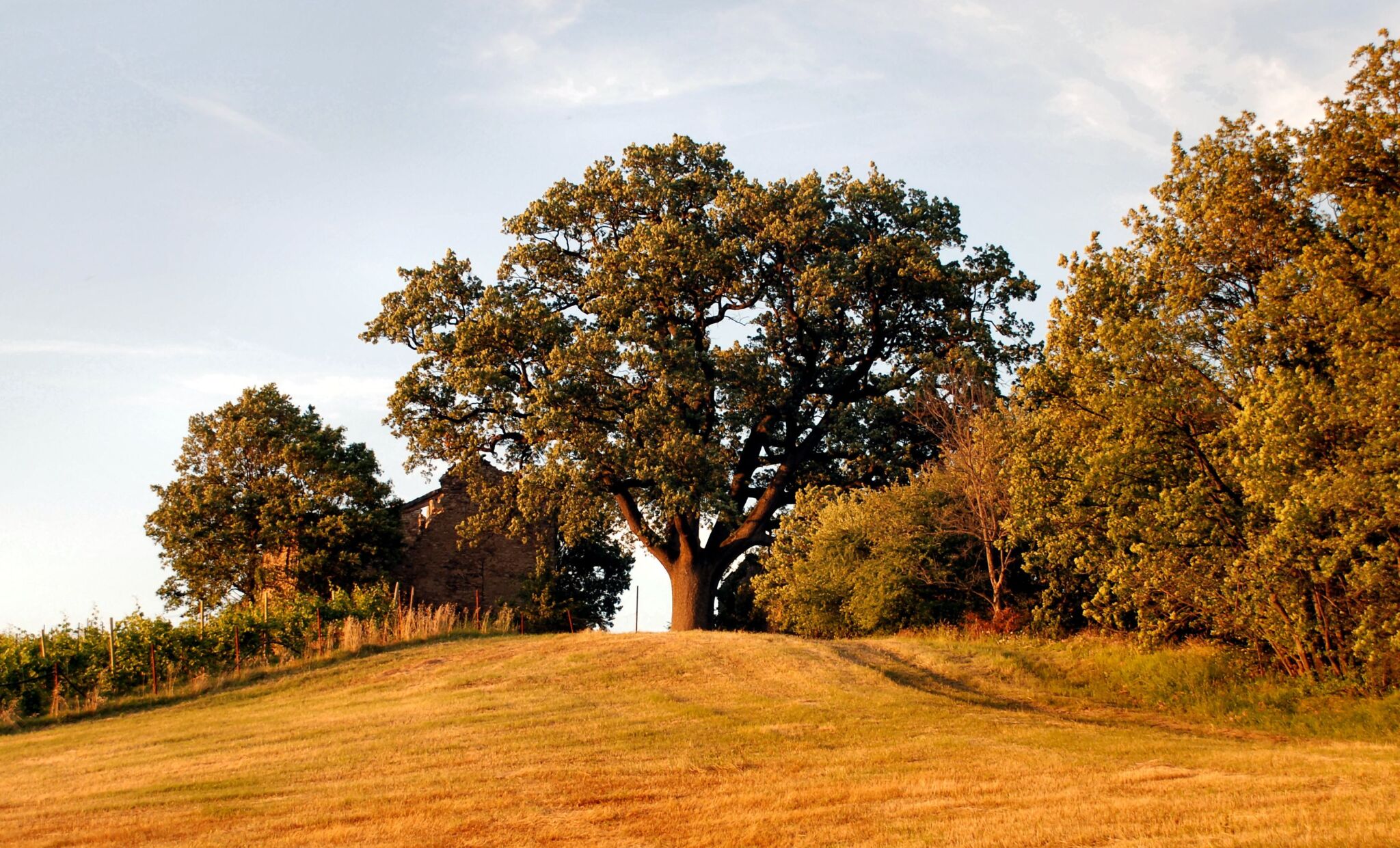 Emilia: alberi monumentali, ecco dove | 24Emilia